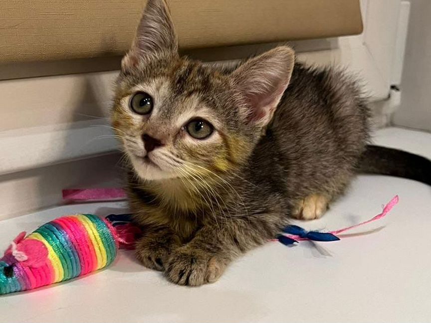 Котенок похожий на мартышку в дар ищет дом