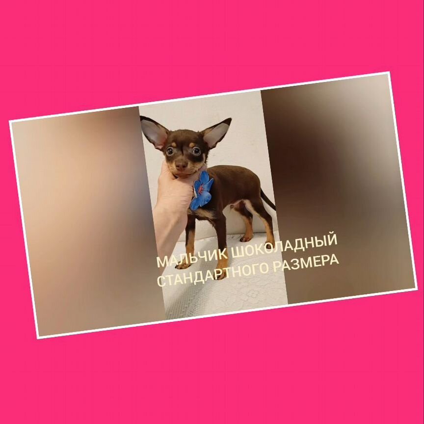 Мальчик стандартного размера 2 мес