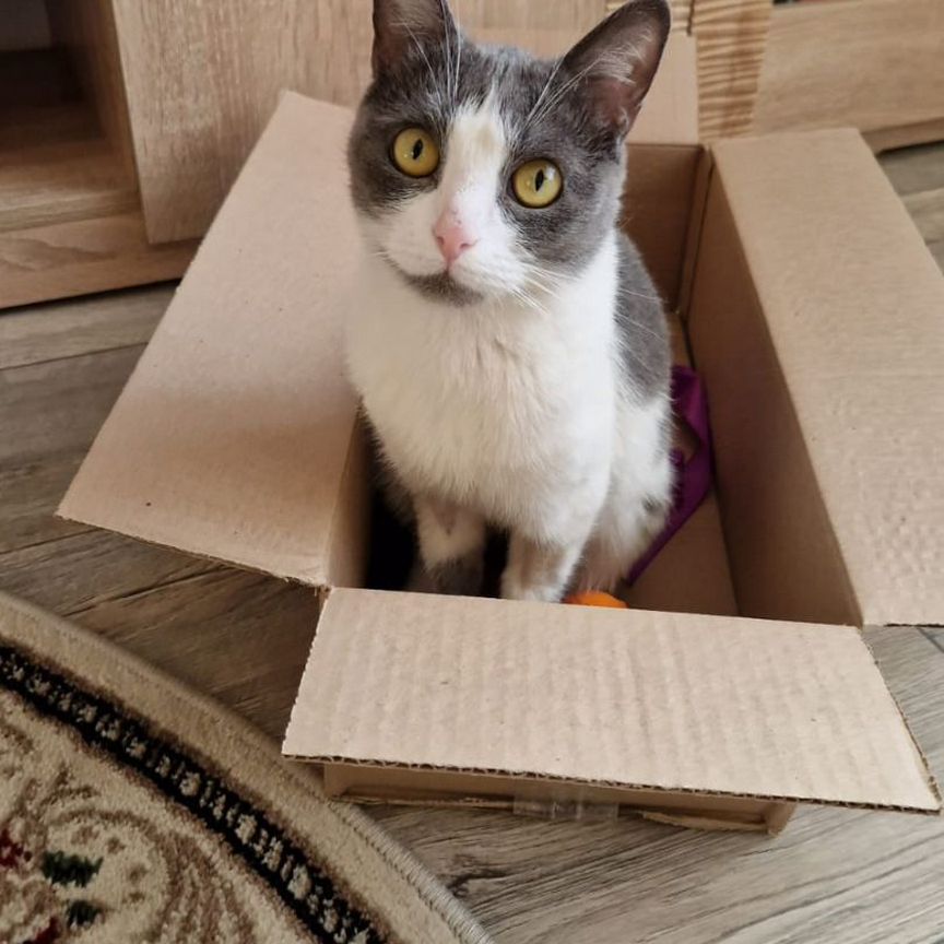 Кошки в добрые руки