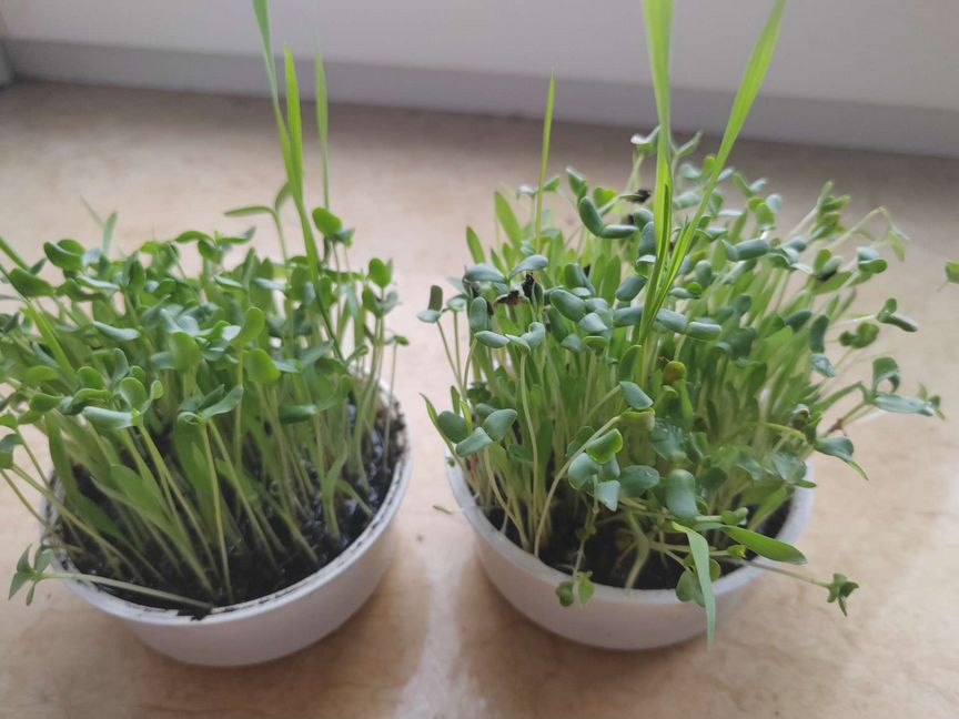 Растения для домашних животных