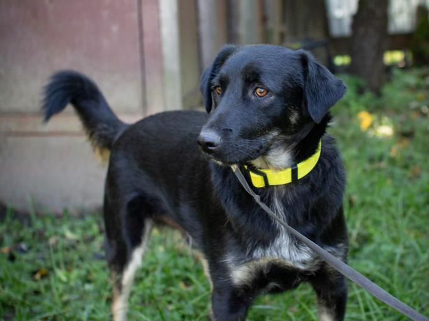 Собака в добрые руки метис лабрадор