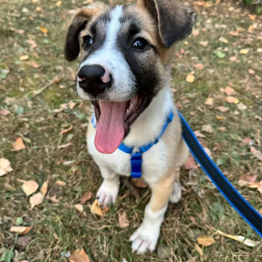 Щенок в дар бесплатно