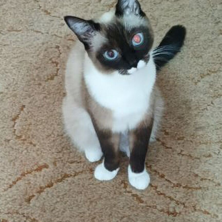 Тайская кошка, взрослая