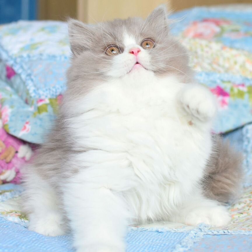 Британский длинношёрстный котёнок