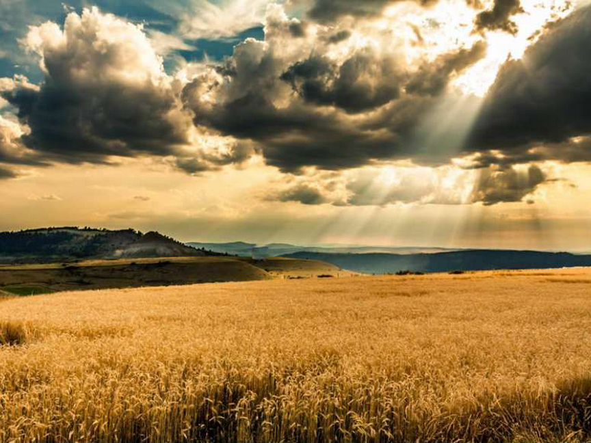 Зерно пшеница