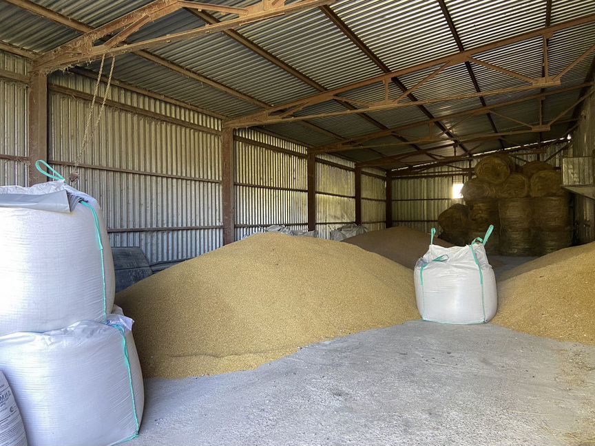 Овес, ячмень