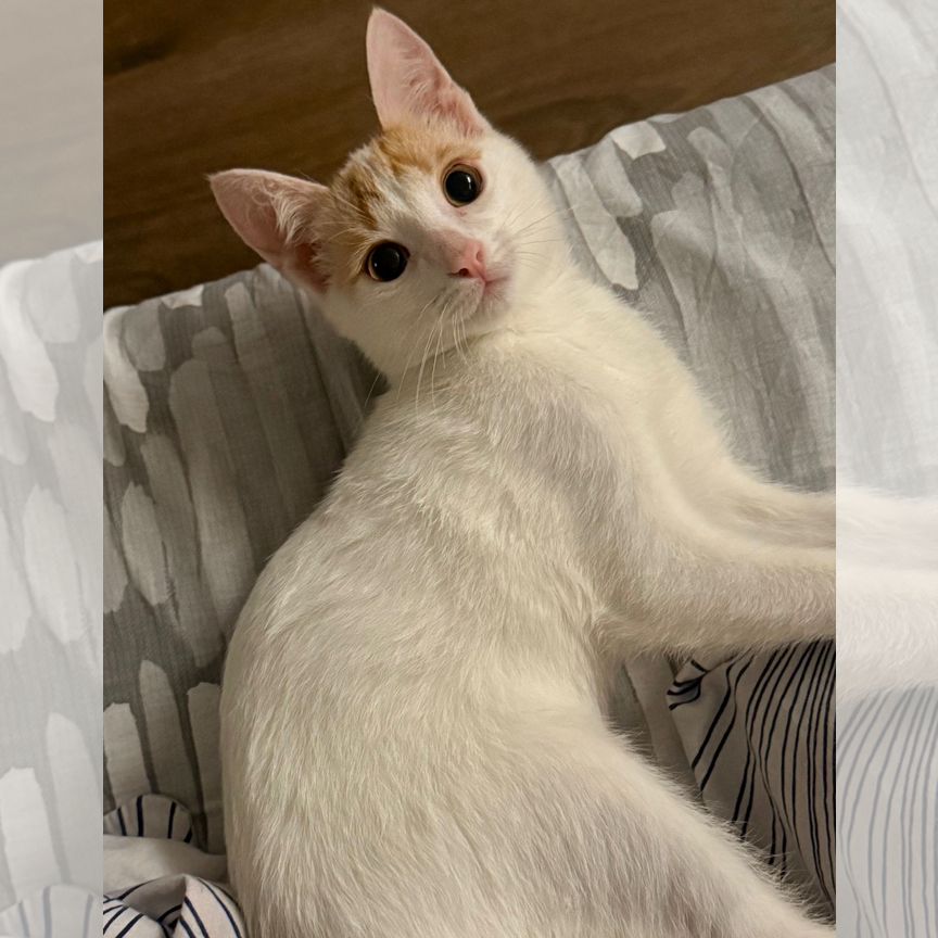 Котёнок в добрые руки