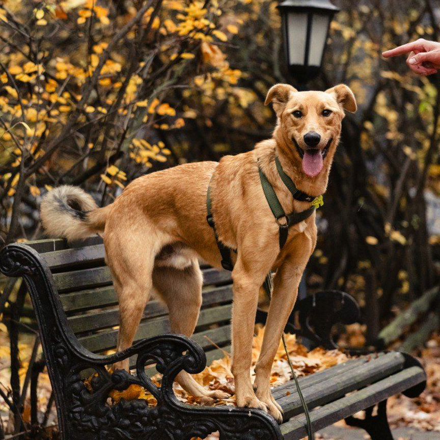 Взрослая собака в добрые руки
