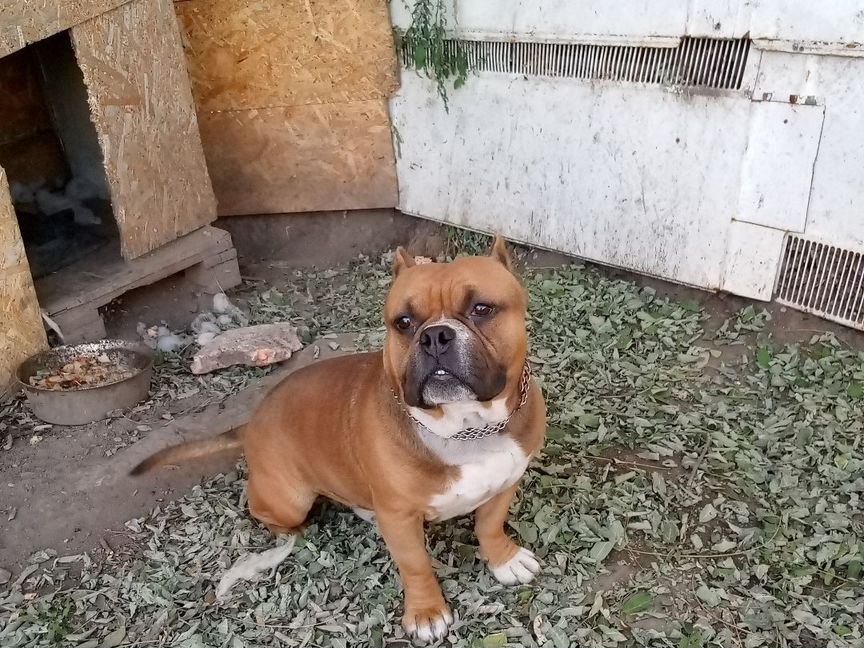 Американский булли покет