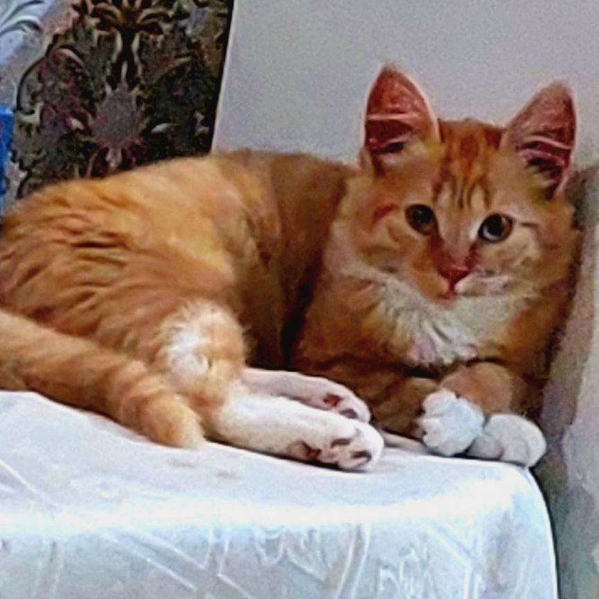 Рыжий котенок в добрые руки