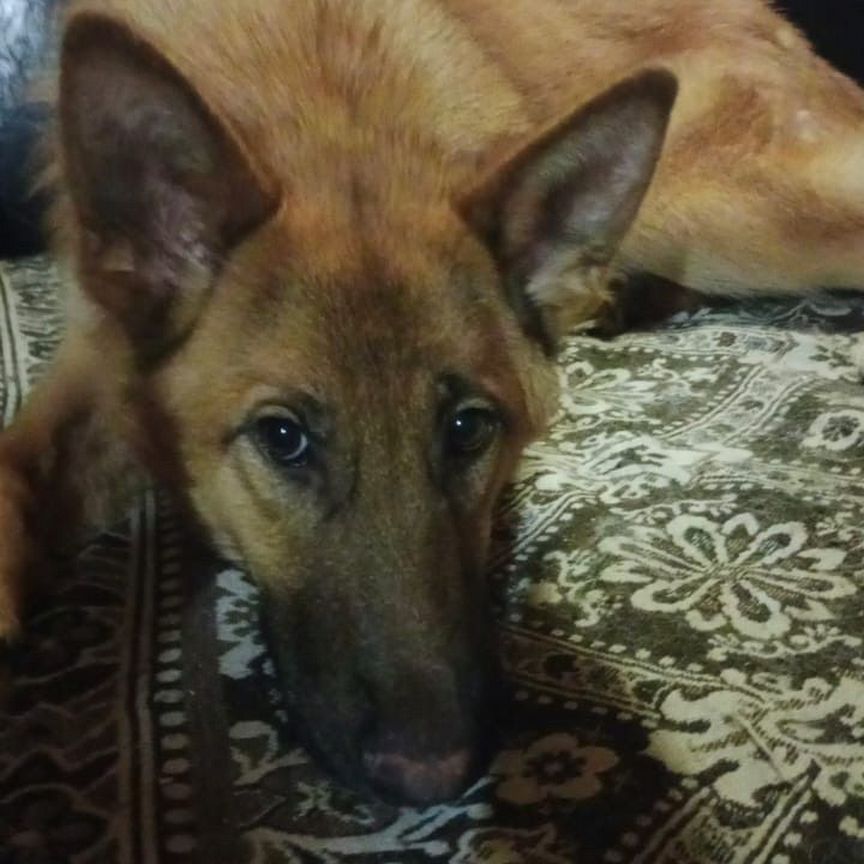 Немецкая овчарка