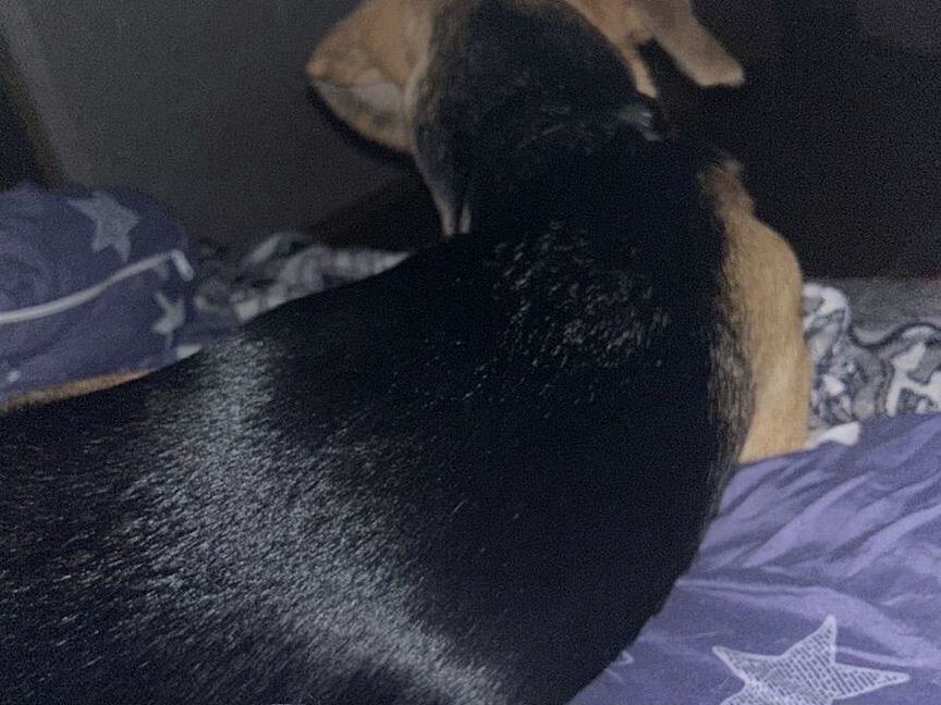 Бигль в добрые руки