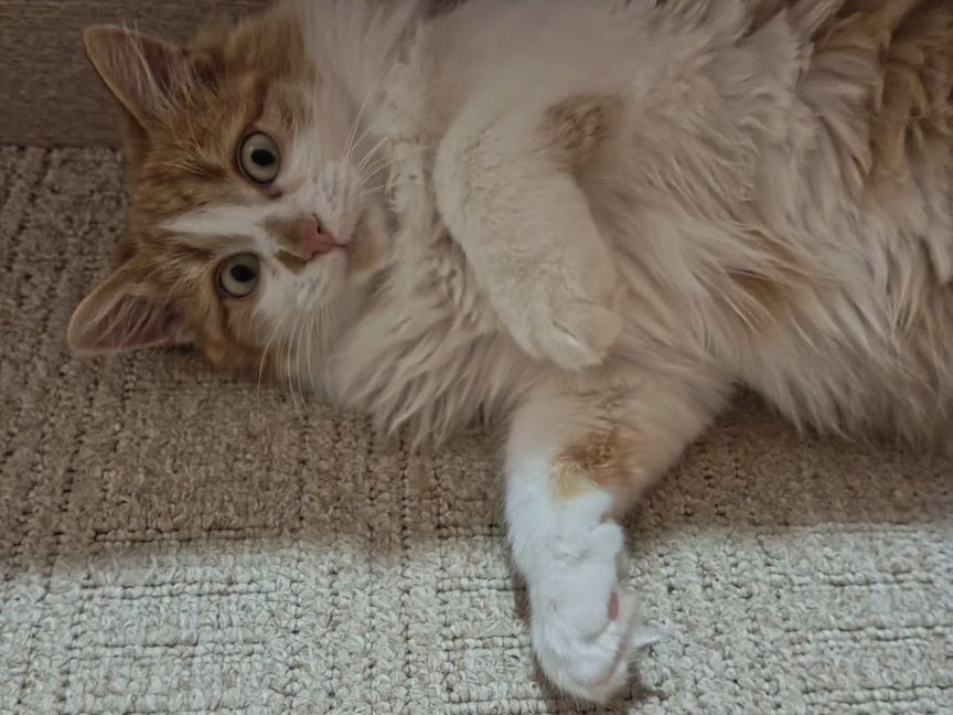 Сладкий котик