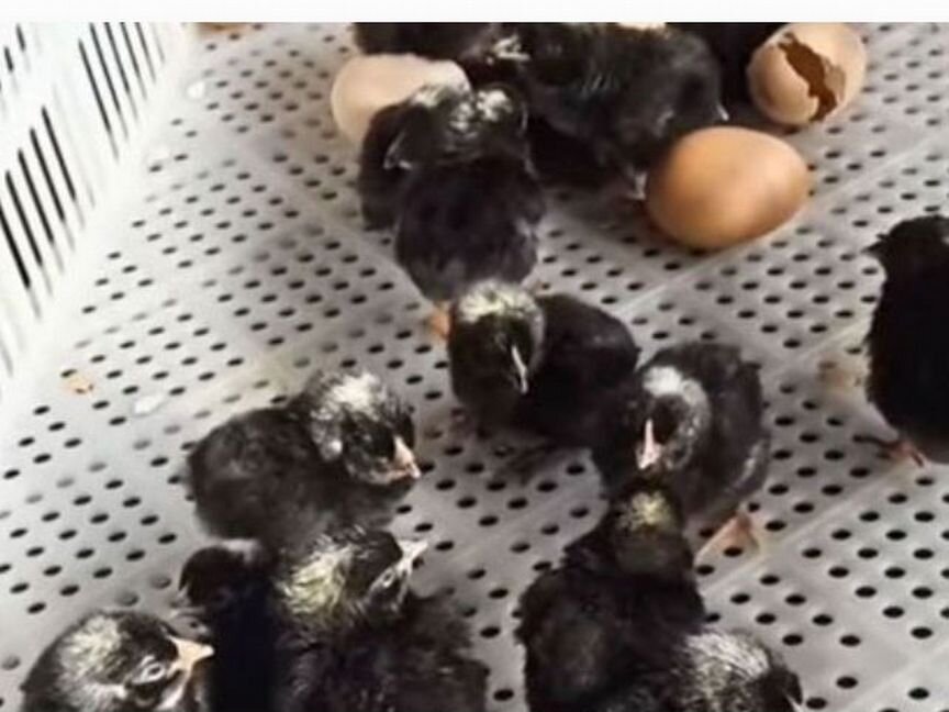 Цыплята Гриз Бар