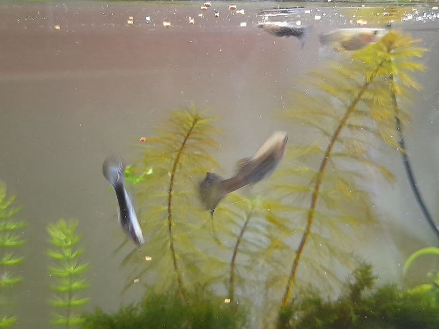 Гуппи синие 2 самца и 2 самки