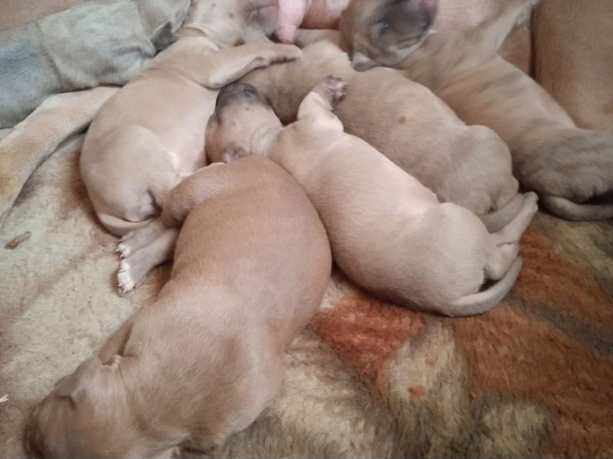 Кубинский питбуль щенки