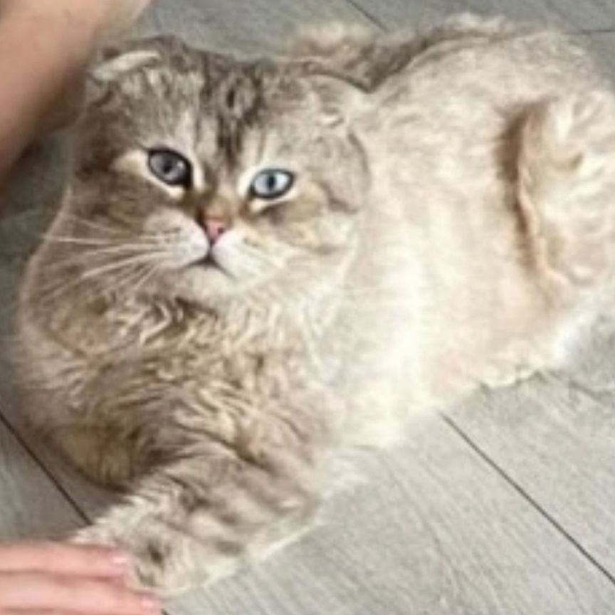 Шотландский вислоухий короткошёрстный, взрослый кот