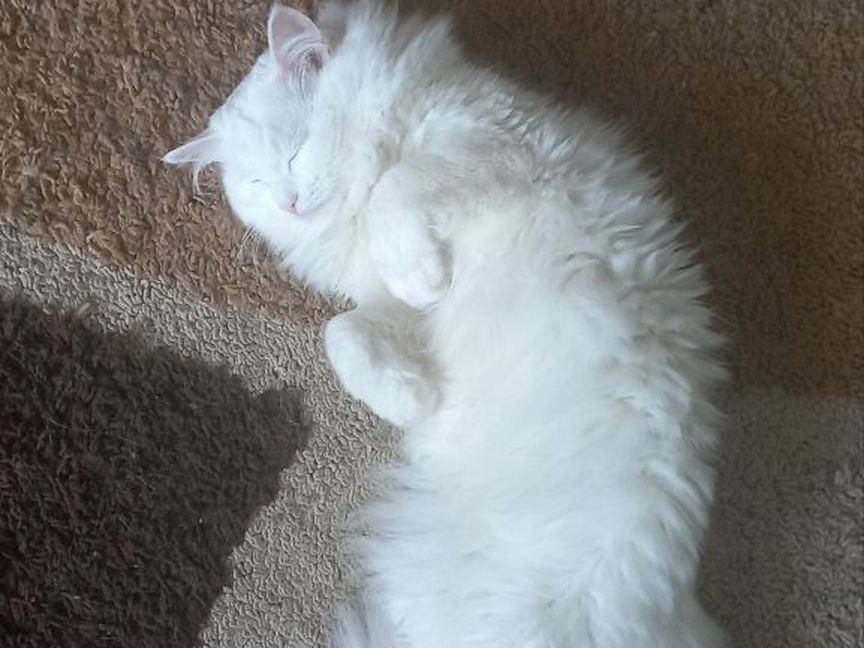Кошки