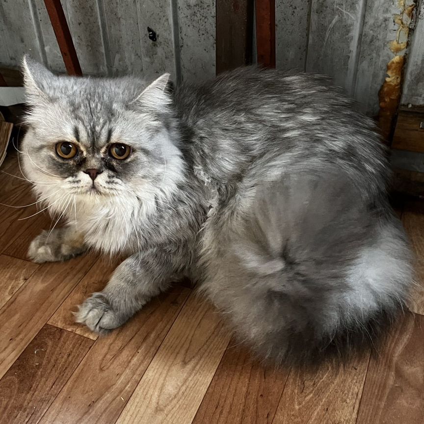 Кот шотландец прямо ухий пушистый
