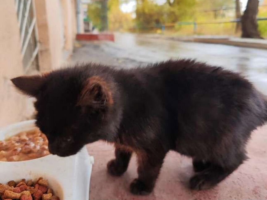 Кошка котёнок 2,5 мес ищет дом