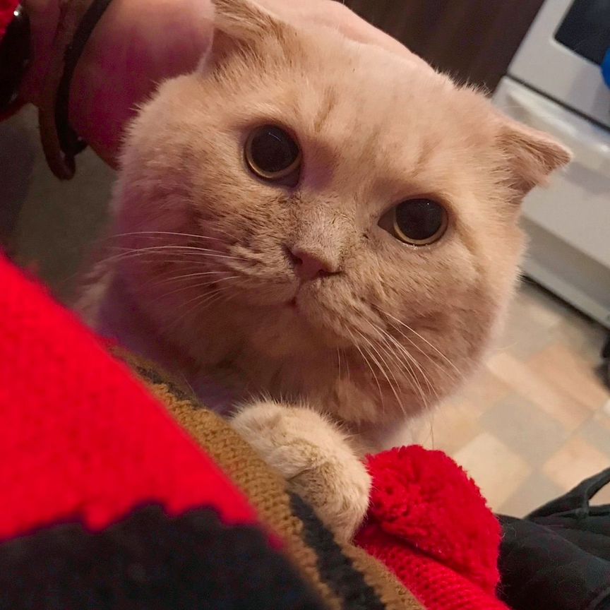 Кот шотландец в добрые руки