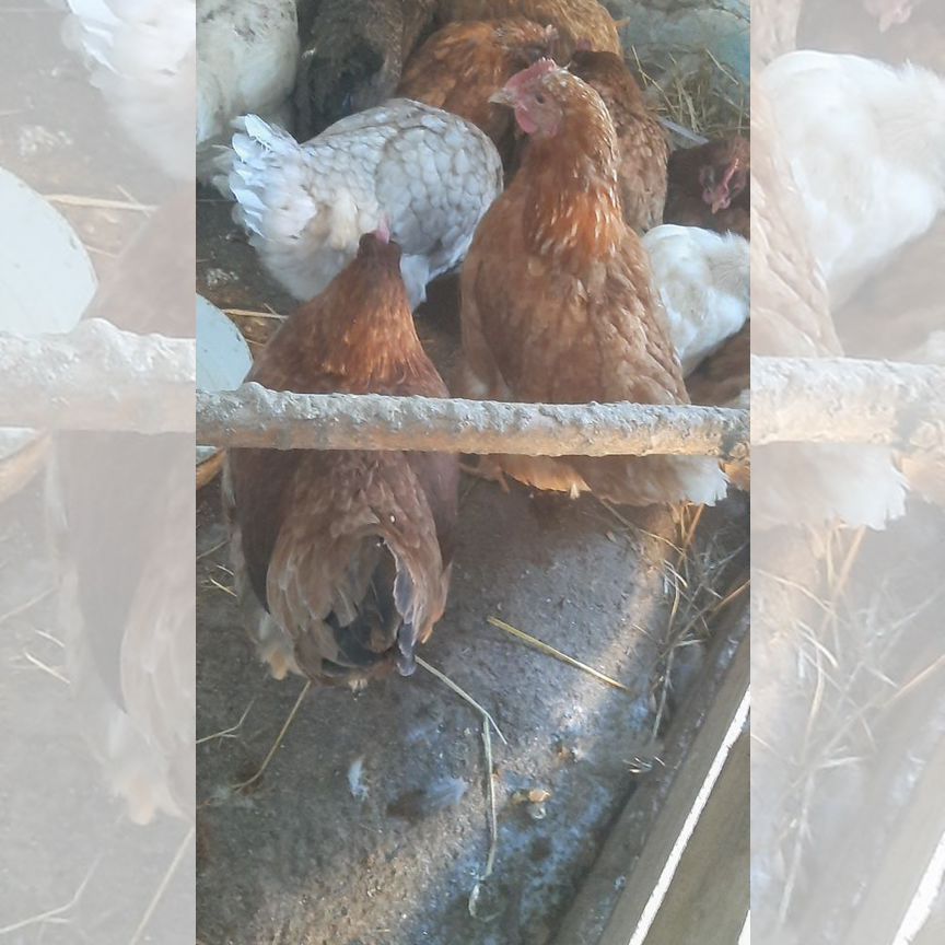 Куры несушки