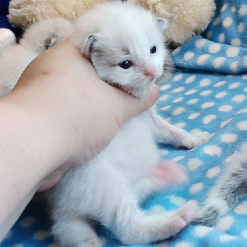 Котики Рэгдолл