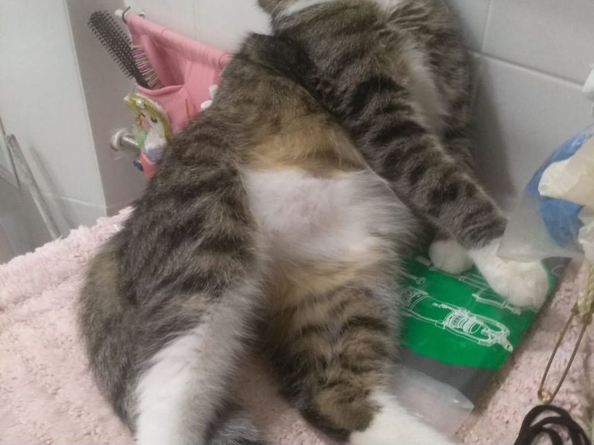 Кошка