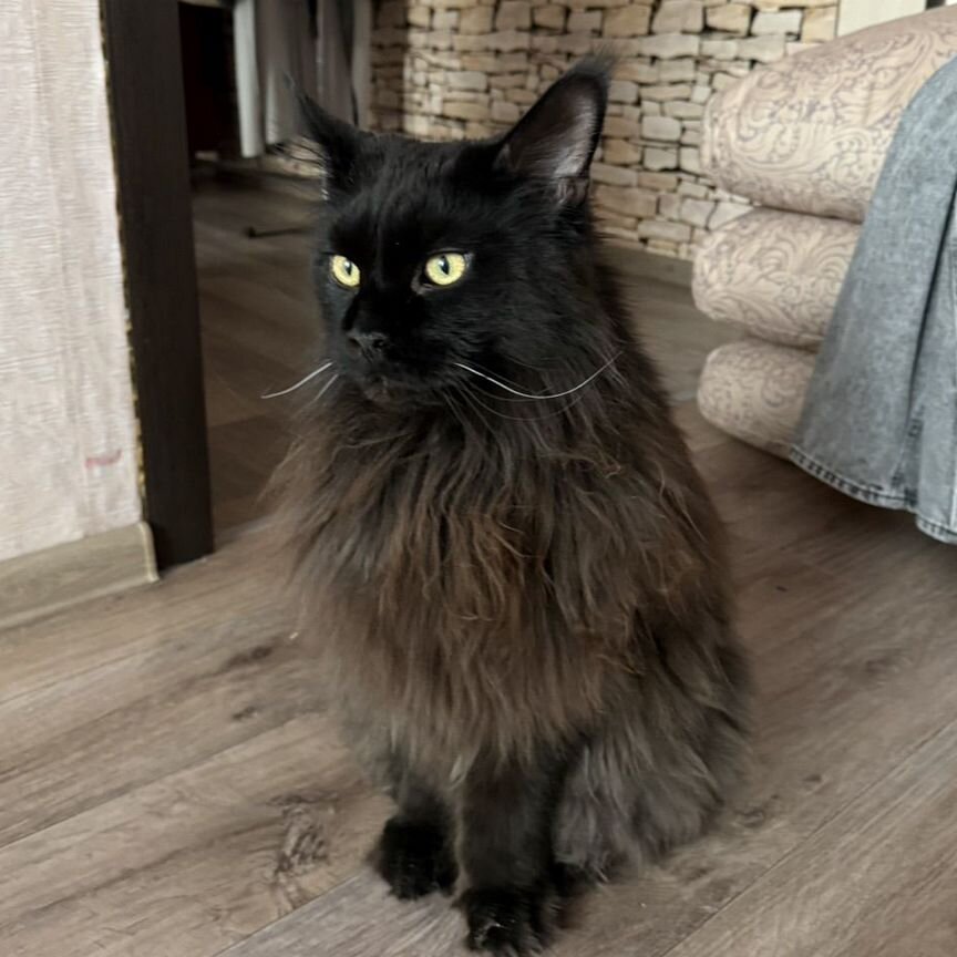 Мейн-кун, взрослый кот