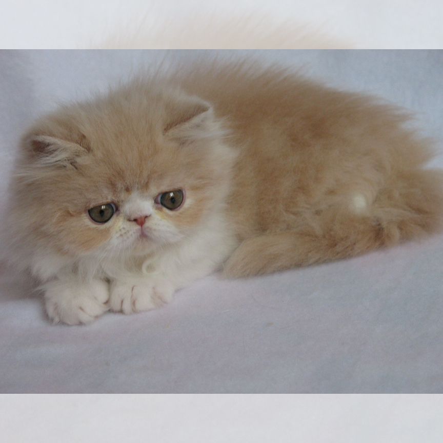 Персидские котики
