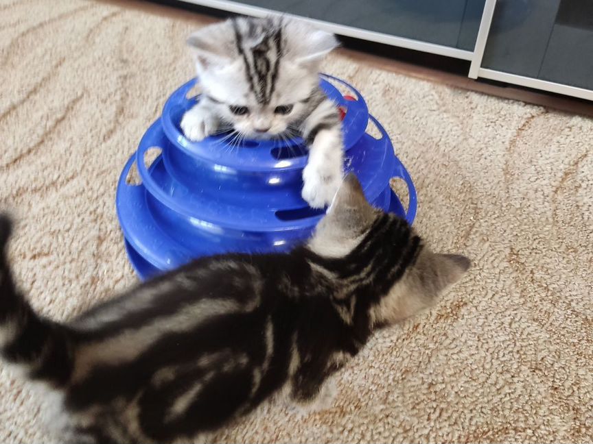 Скоттиш страйт котята