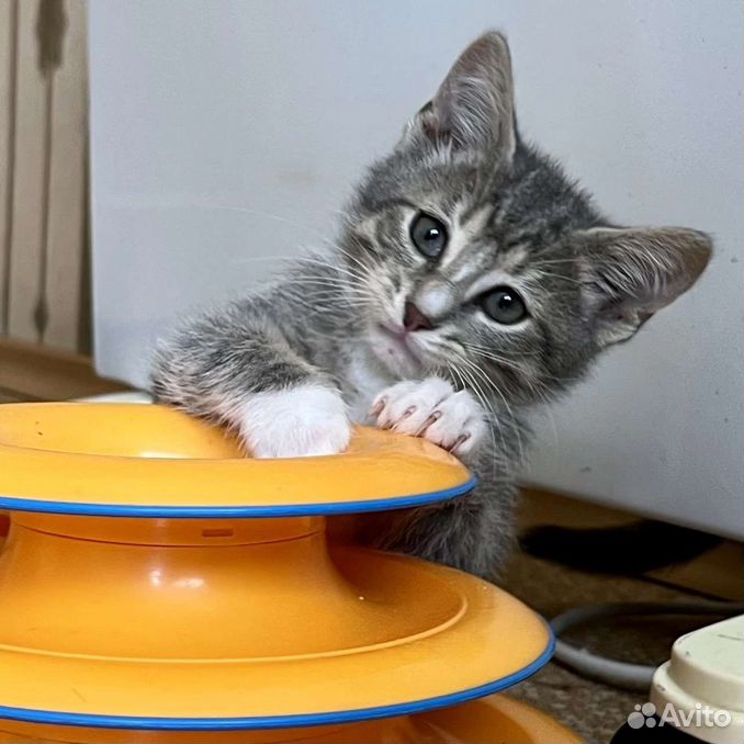 Дымчатый котенок