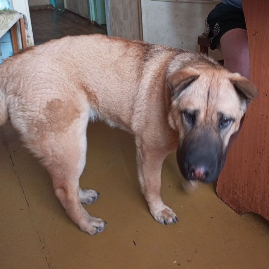 Шарпей, щенок