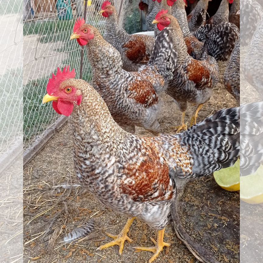 Петух билефельдер