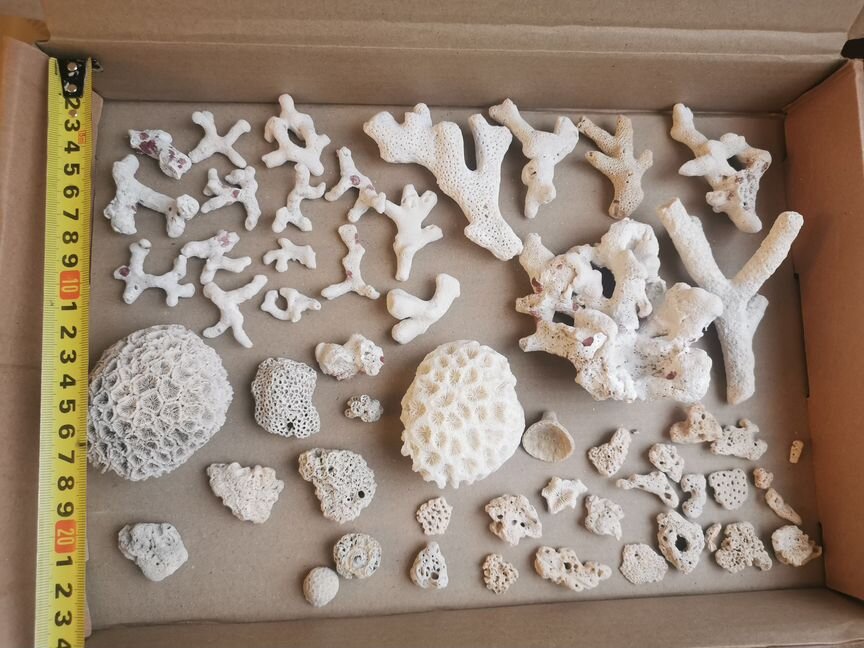 Кораллы окаменелые