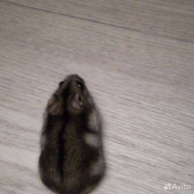 Джунгарский хомяк мальчик