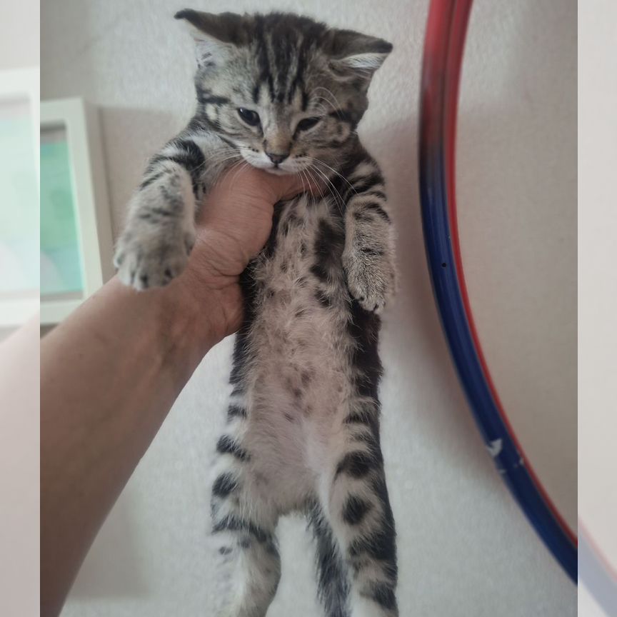 Шотландский прямоухий длинношёрстный котёнок