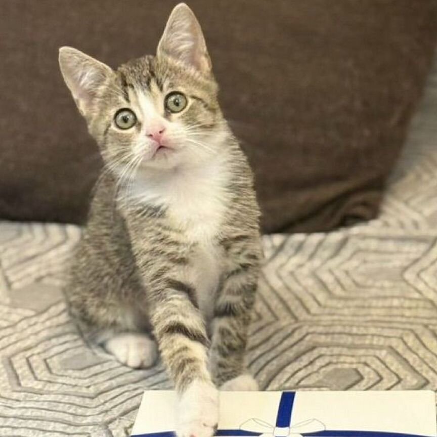 Котенок для тебя