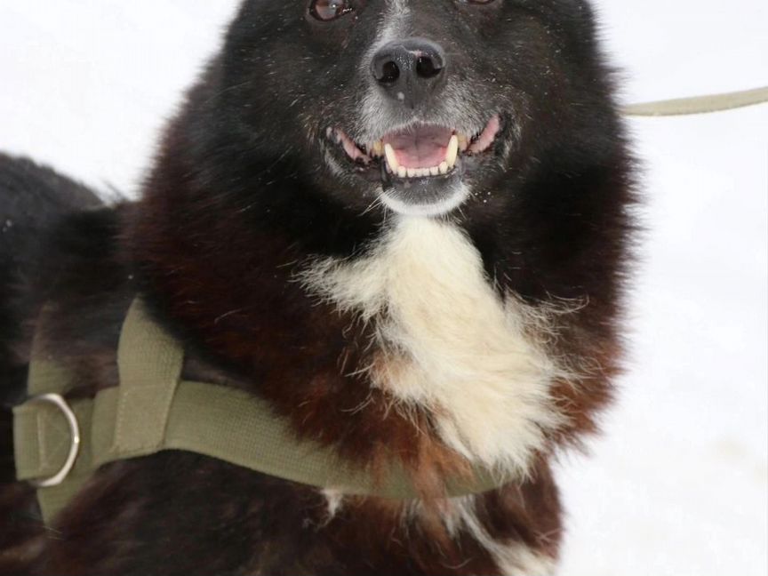 Мини лаечка