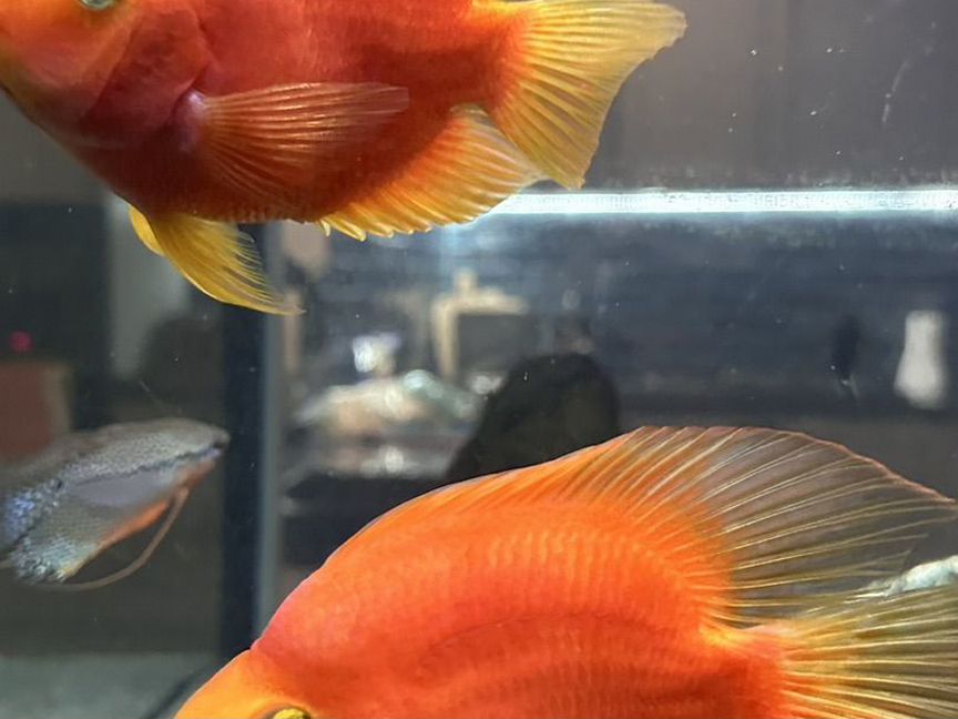 Аквариумные рыбки попугай