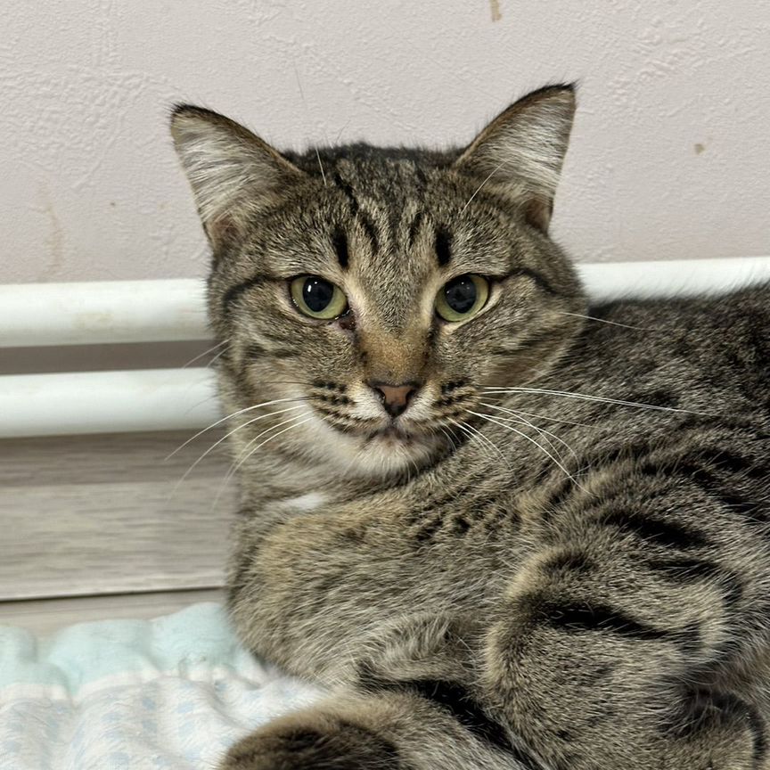 Мурзик ищет семью