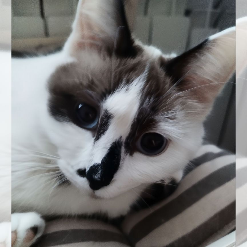 Взрослая кошка от частного владельца