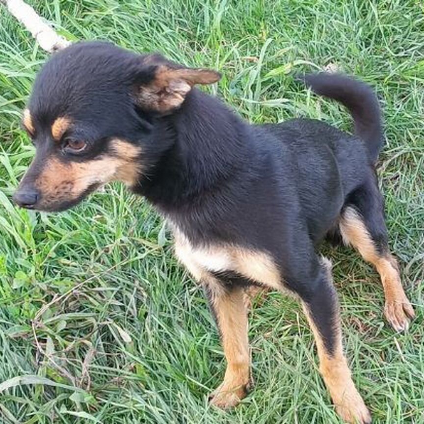 Маленькая собачка