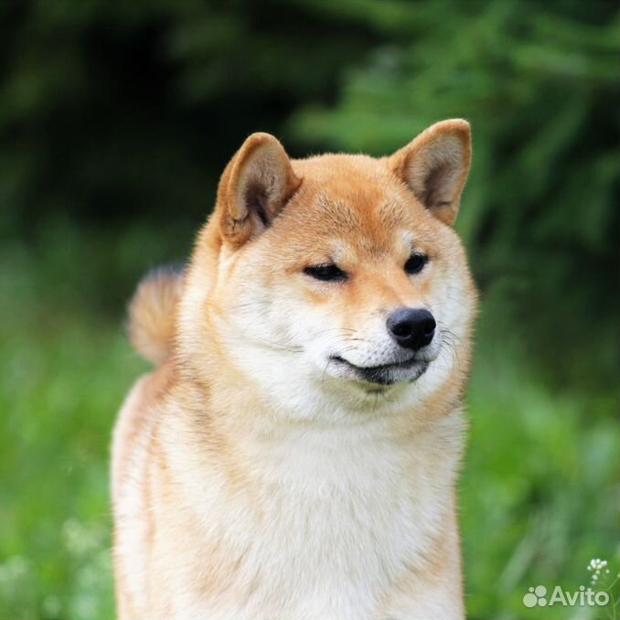 Подрощенная красавица Сиба Ину