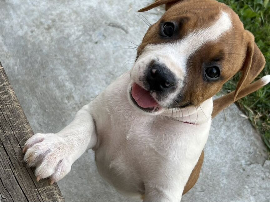 Стаффордширский терьер