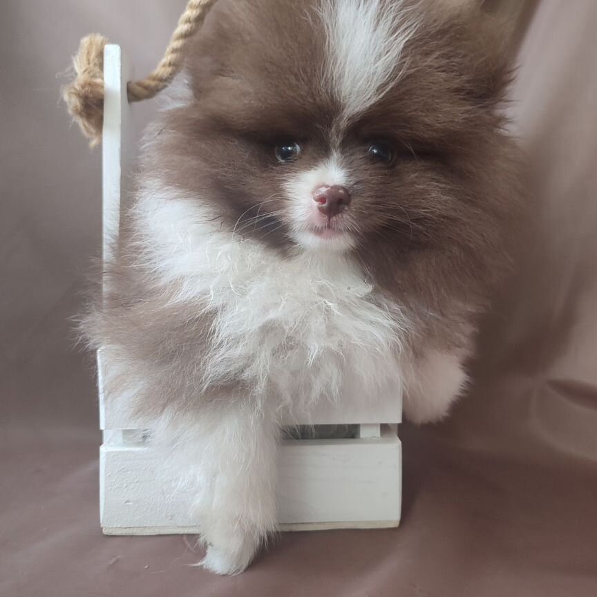 Шикарная девочка