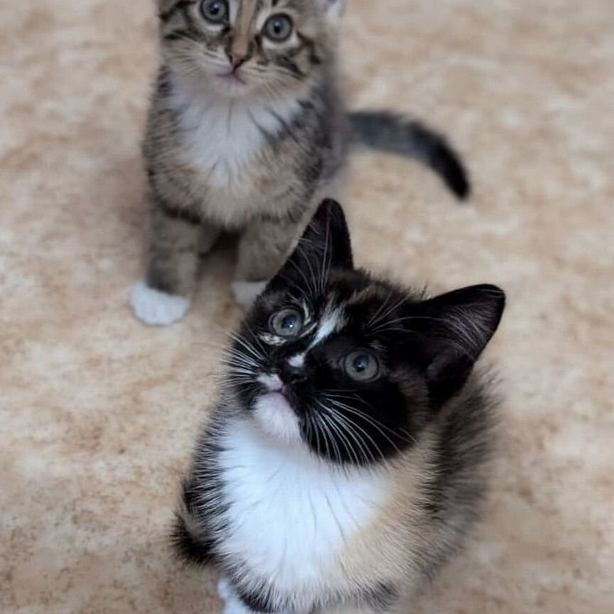 Котята-сироты ищут временный дом