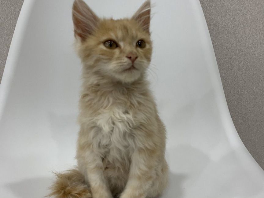 Котик Бублик