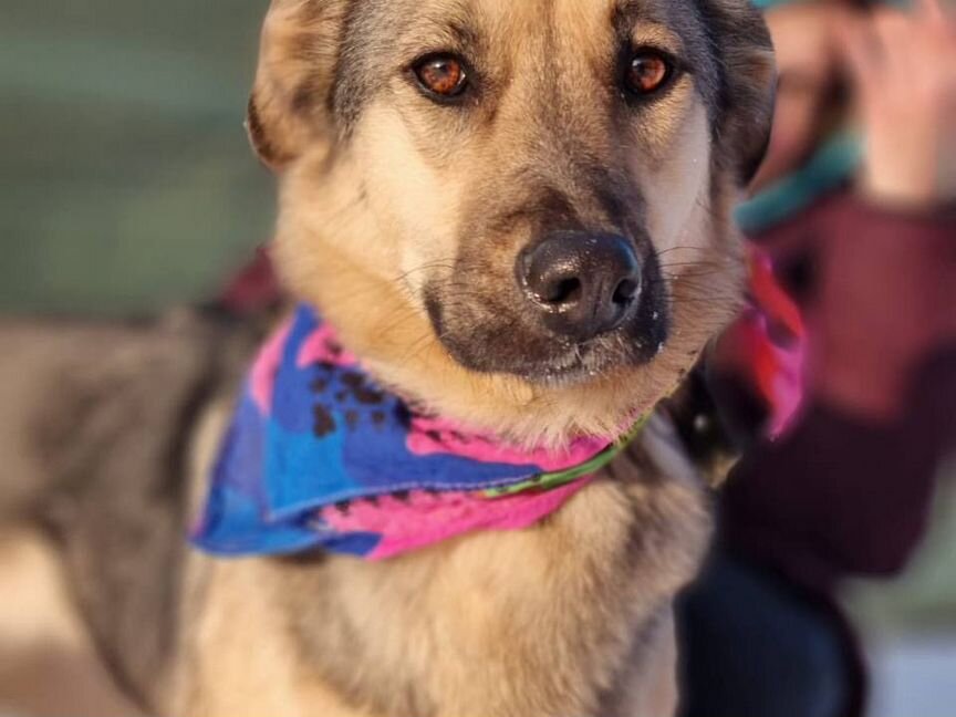 Очаровательная собака Брусника подарите дом