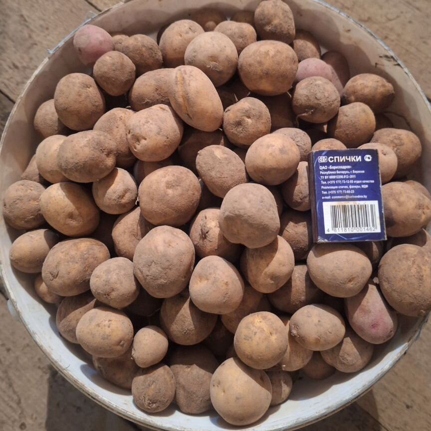 Продам картофель мелкий